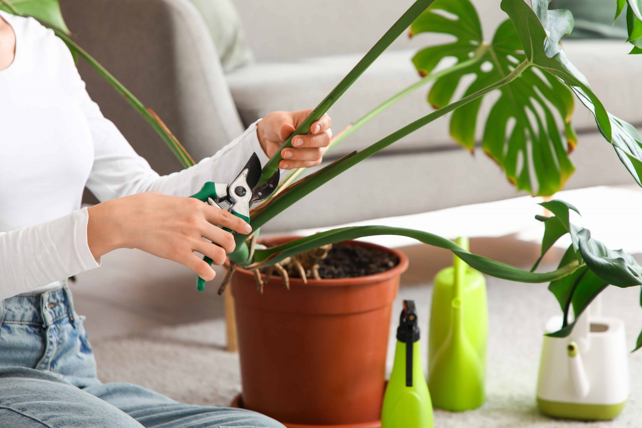 10 Great Tips For Training Monstera to Climb - Plantglossary