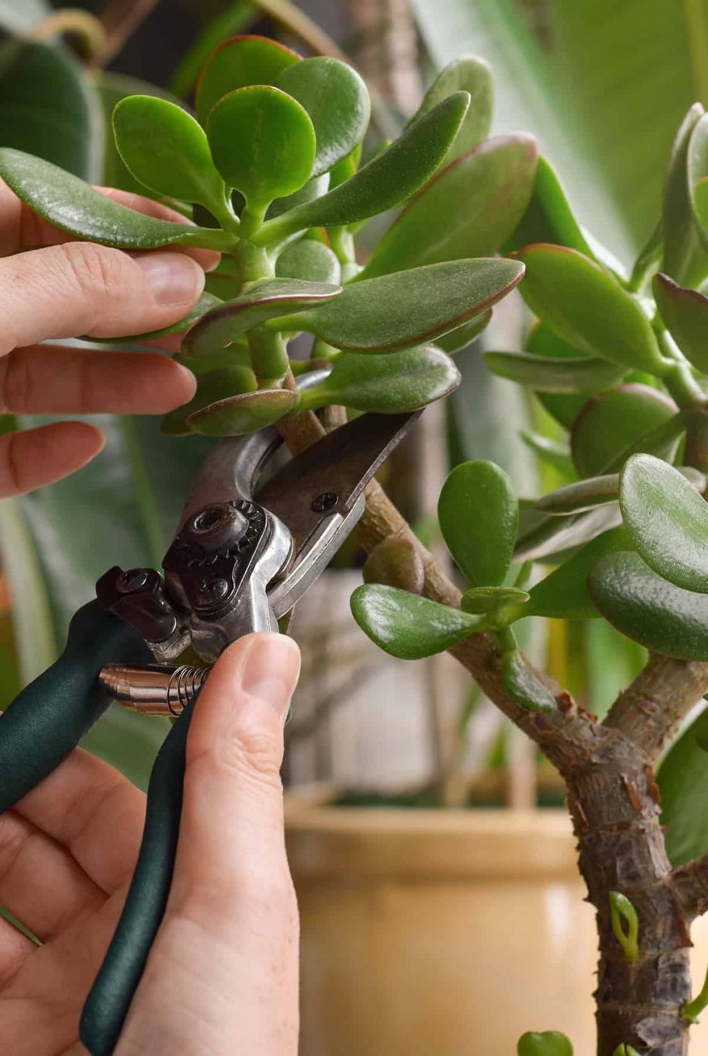 Jade Plant Care: Everything You Need to Know - Plantglossary
