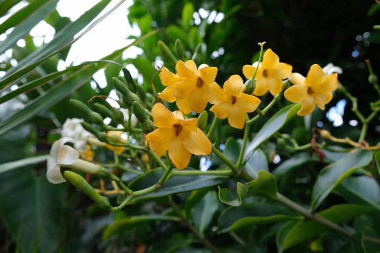 25 Hawaiian Flowers: Exotic Blooms You Need to See to Believe ...