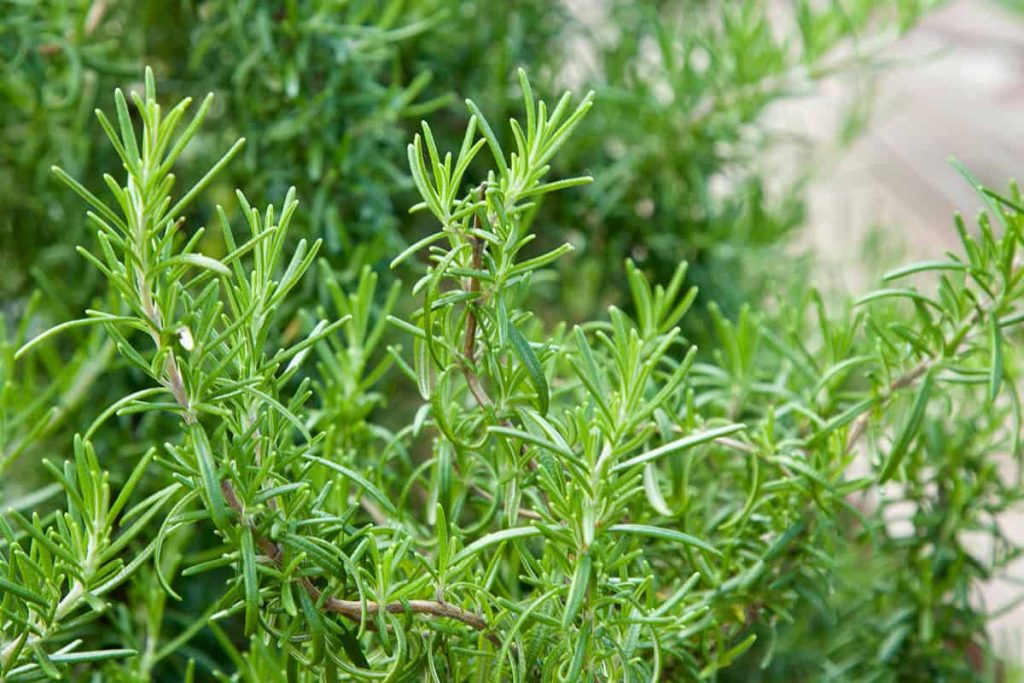 26 Best Plants to Grow in a Quail Coop - Plantglossary