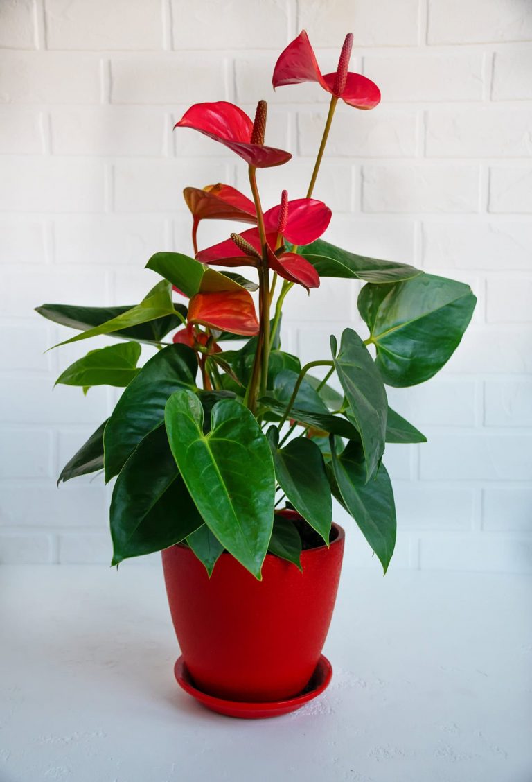 Anthurium Plant Care Guide – Tips To Make Anthurium Bushy - Plantglossary
