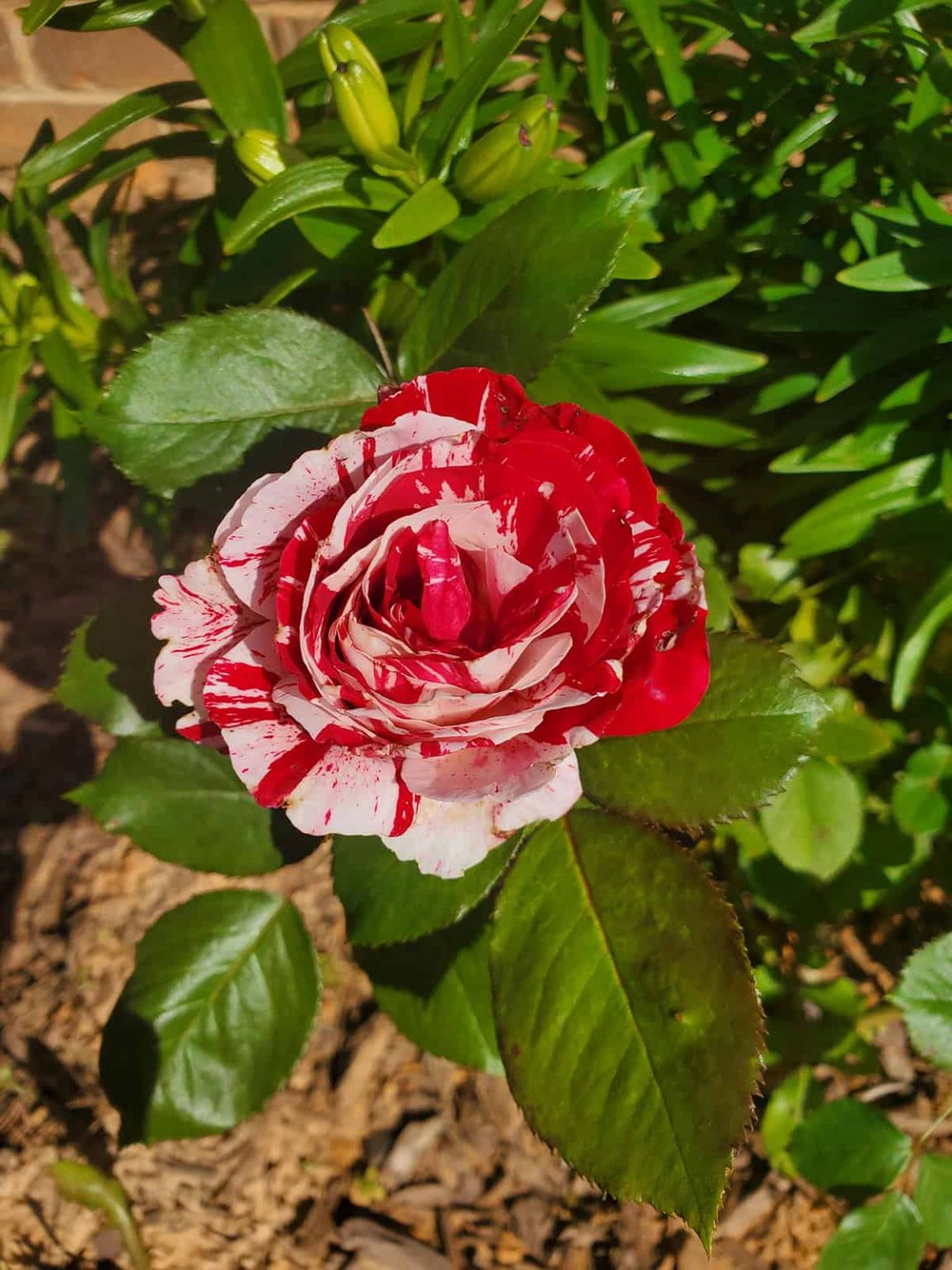 22 Stunning Fragrant Roses to Fall In Love With - Plantglossary