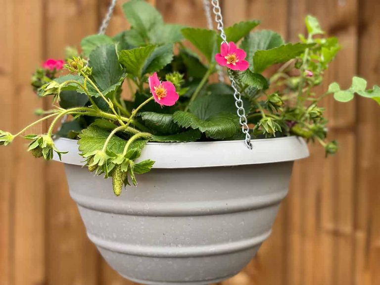26 Best Plants to Grow in a Quail Coop - Plantglossary