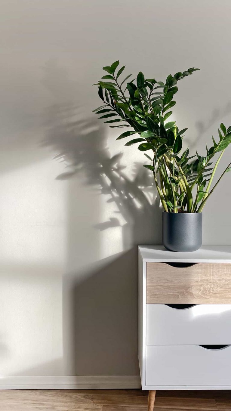 ZZ Plant Care Guide – Essential Tips for Thriving Beauty - Plantglossary