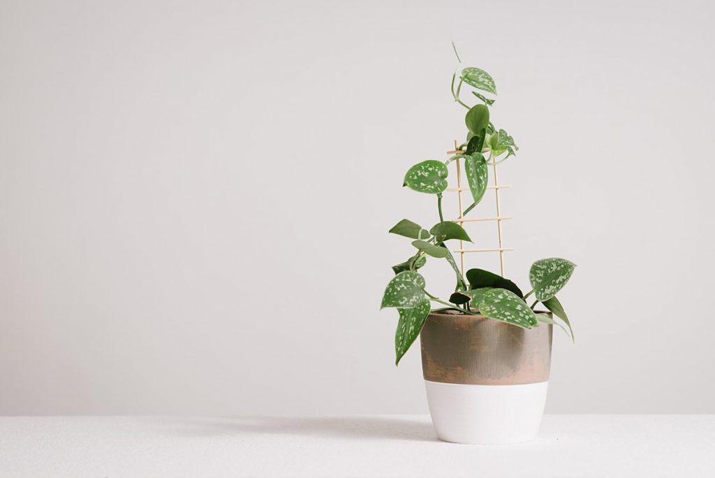 10 Simple Tips to Make a Pothos Climb - Plantglossary