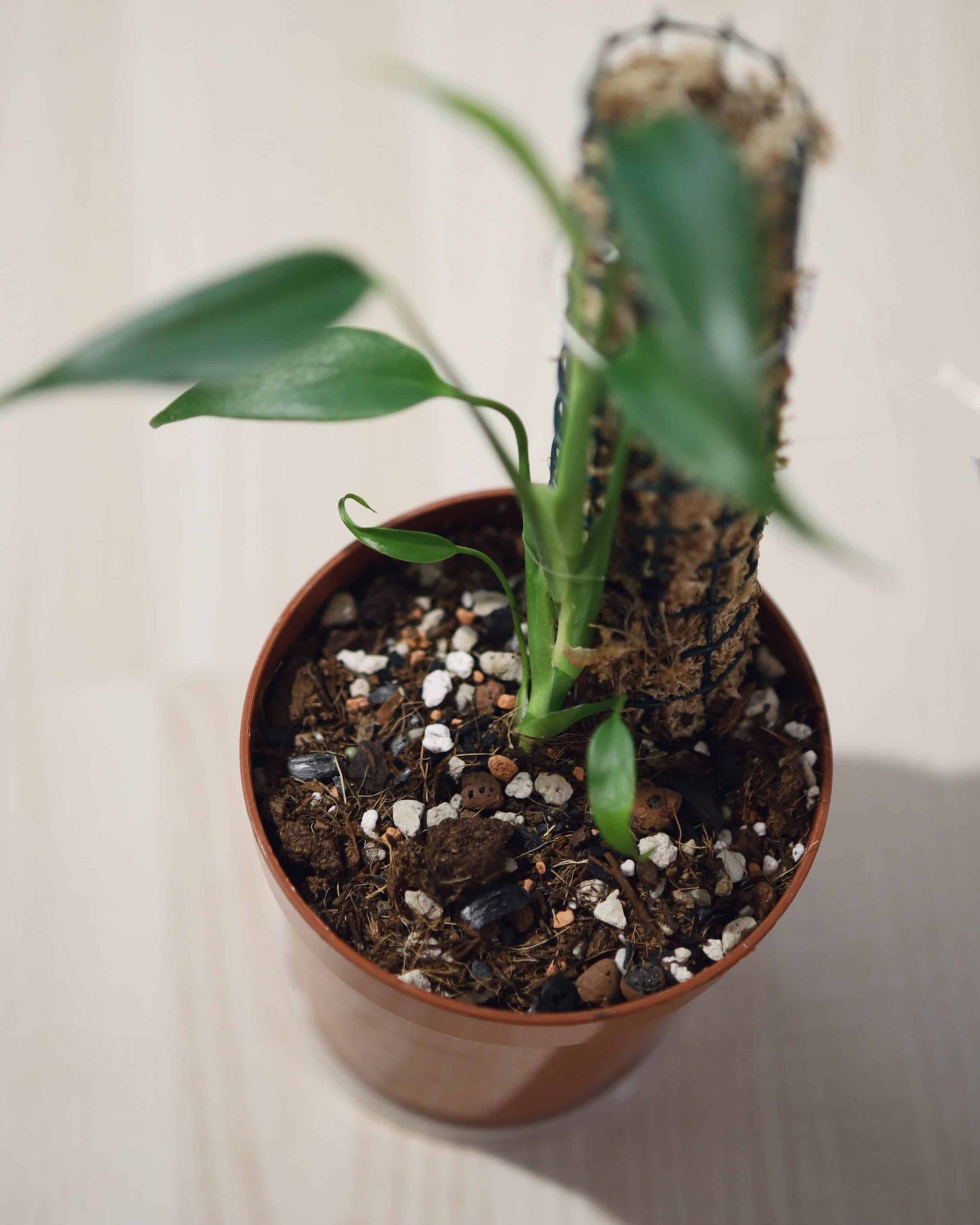 10 Great Tips For Training Monstera to Climb - Plantglossary