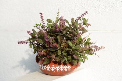 22 Best Plants for Good Luck to Bring Prosperity Home - Plantglossary