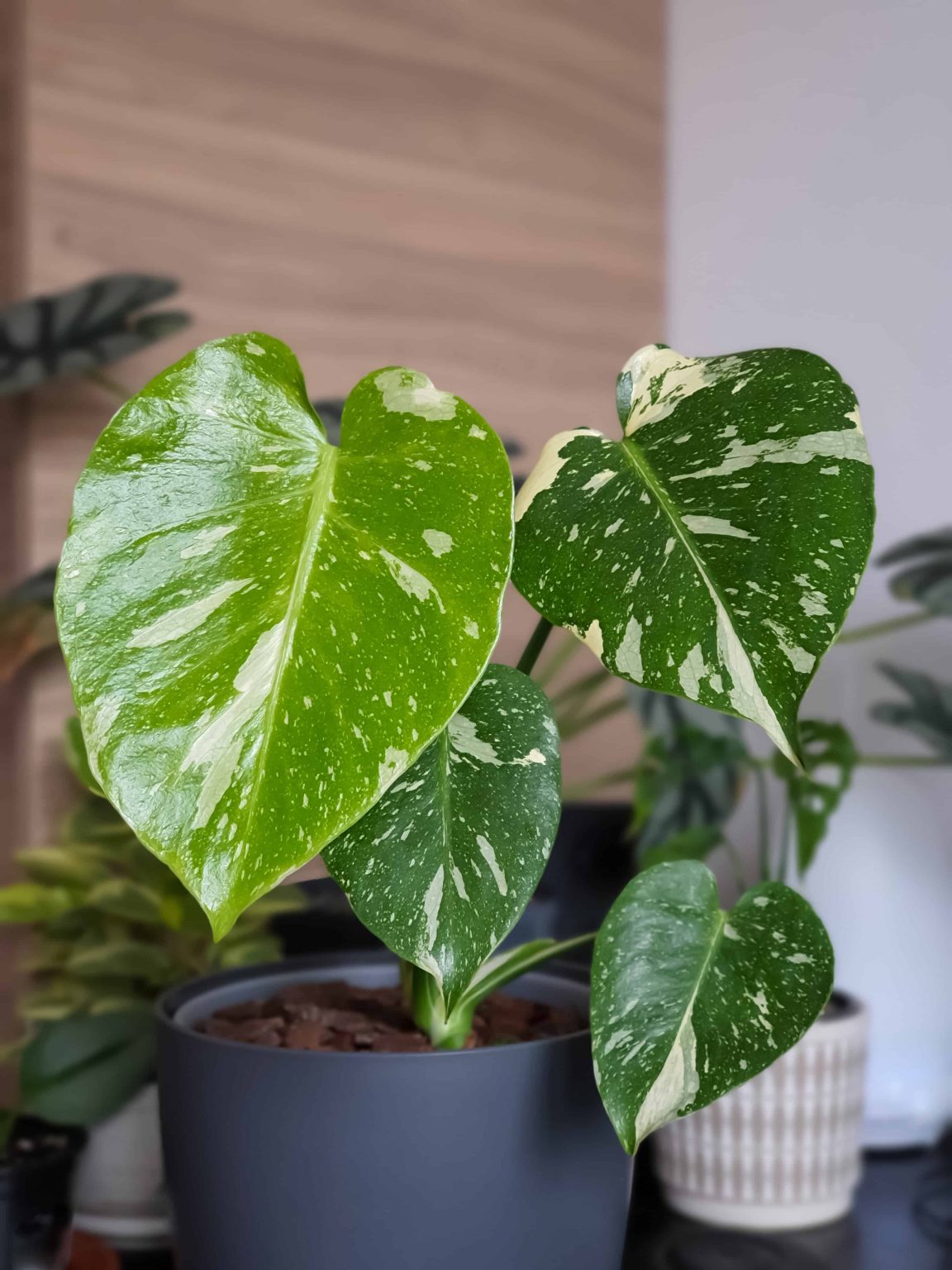 10 Great Tips For Training Monstera to Climb - Plantglossary