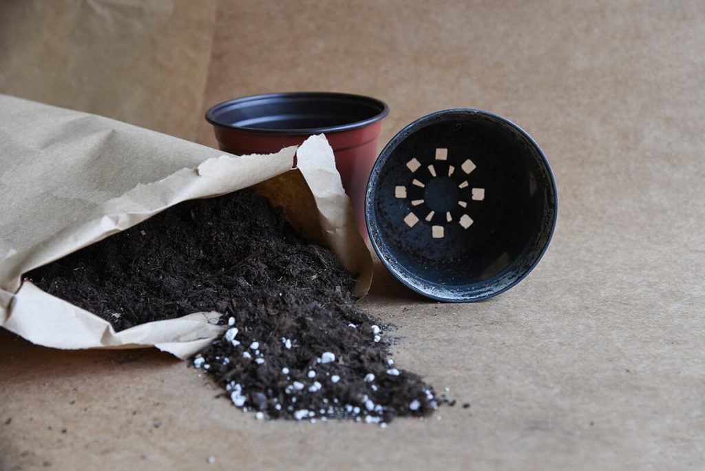 8 Common Repotting Mistakes That Could Be Harming Your Plants ...