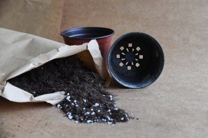 8 Common Repotting Mistakes That Could Be Harming Your Plants ...