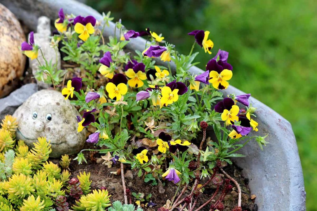 26 Best Plants to Grow in a Quail Coop - Plantglossary