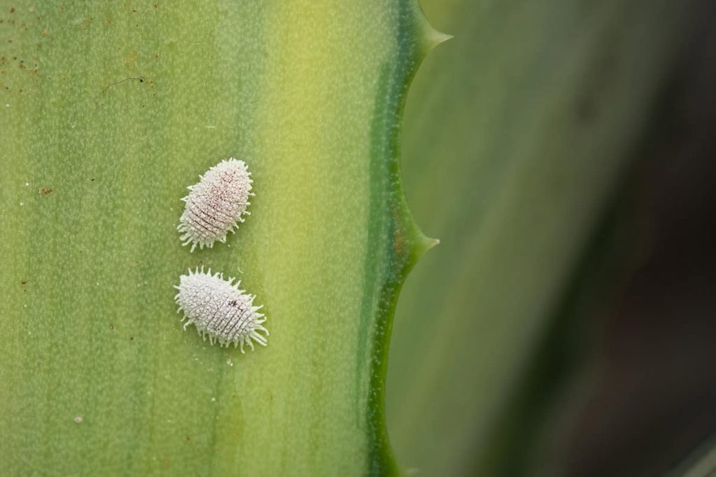 How to Get Rid of Mealy Bugs on Houseplants - Plantglossary