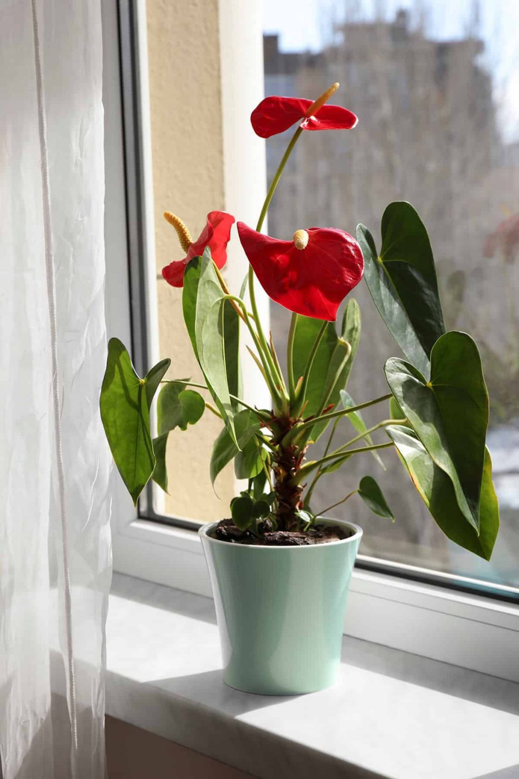 Anthurium Plant Care Guide – Tips To Make Anthurium Bushy - Plantglossary