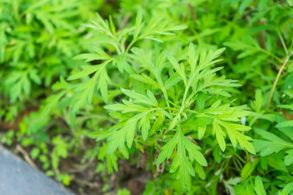 26 Best Plants to Grow in a Quail Coop - Plantglossary