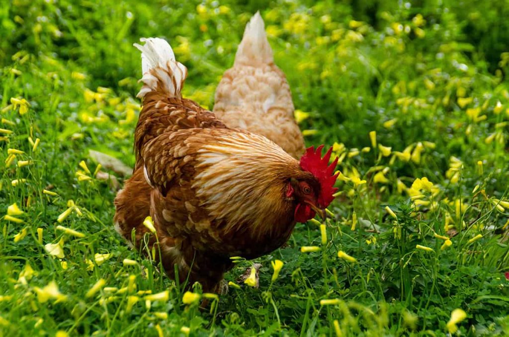 25 Best Garden Plants to Grow As Chicken Food - Plantglossary