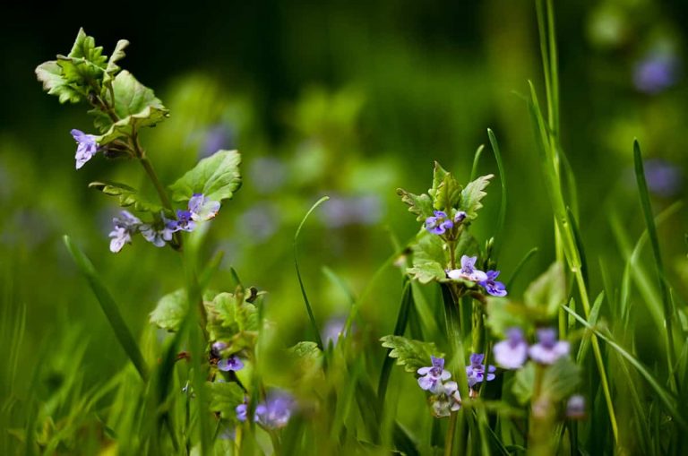 25 Best Plants That Repel Mice and Rats - Plantglossary