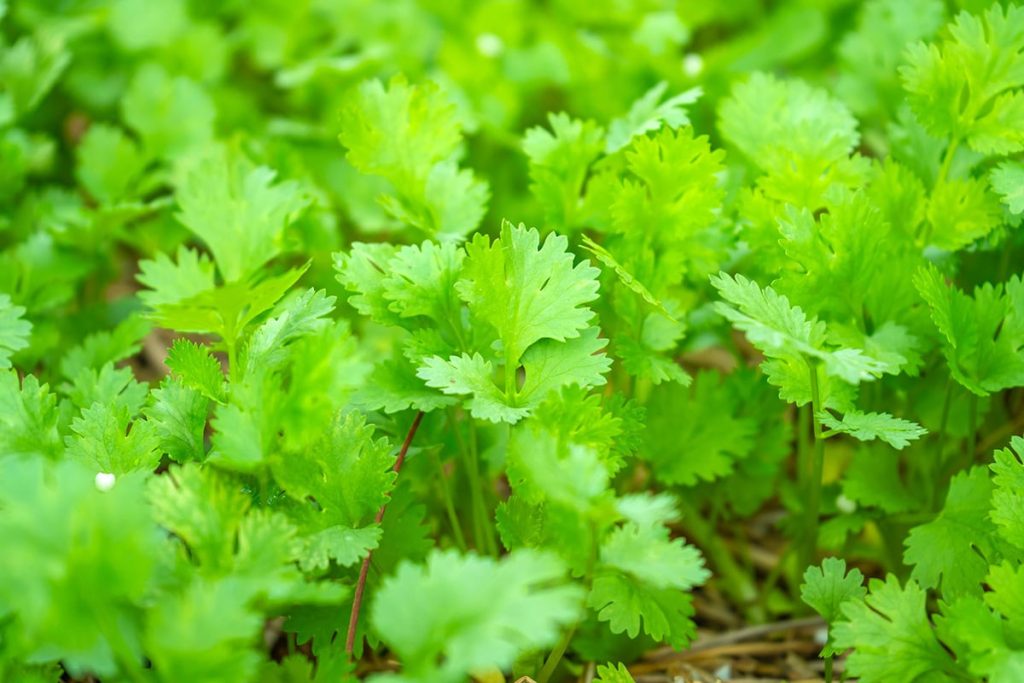 25 Best Plants That Repel Mice and Rats - Plantglossary