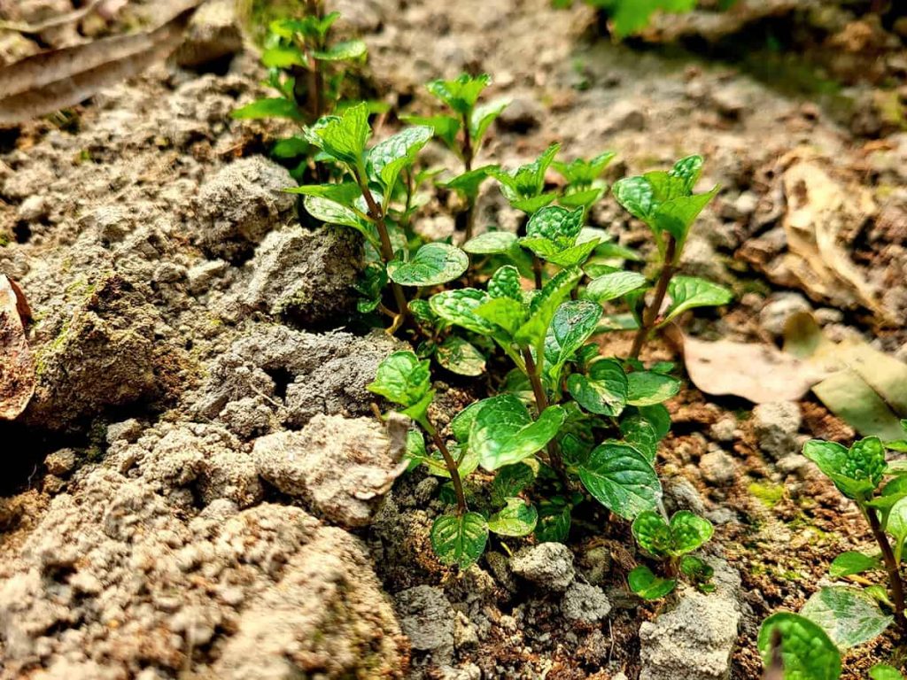 25 Best Plants That Repel Mice and Rats - Plantglossary