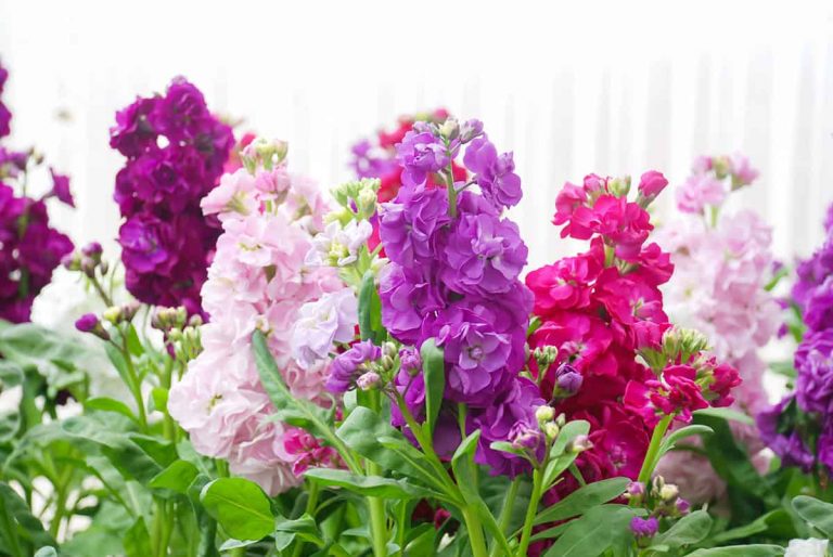 25 Beautiful Flowers to Plant In September - Plantglossary