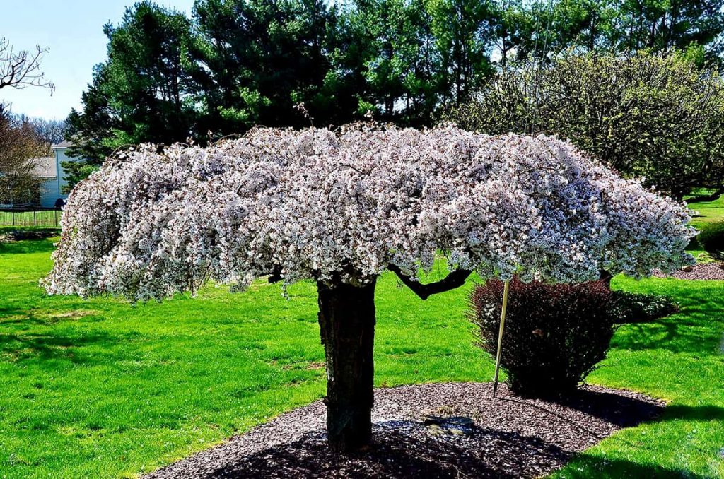 20 Small Flowering Trees for Front Yards (Under 10 Feet) - Plantglossary