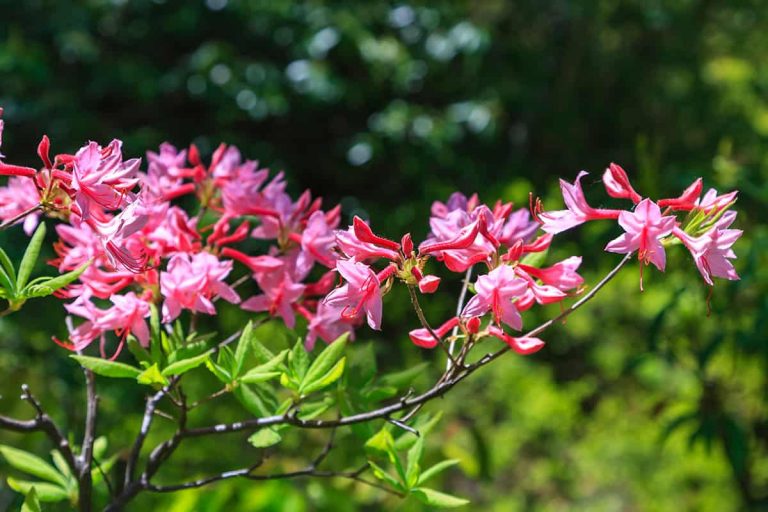 26 Landscaping Bushes For the Front of Your House - Plantglossary