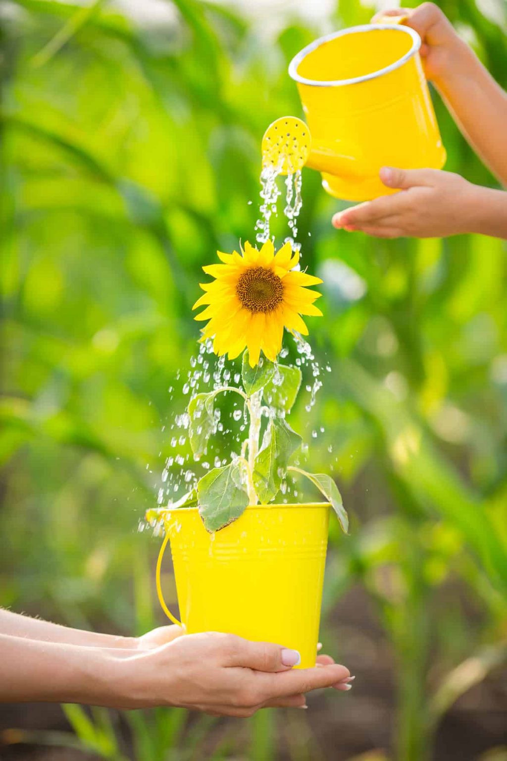 Growing Sunflowers Made Easy: A Beginner’s Step‑by‑Step Guide ...
