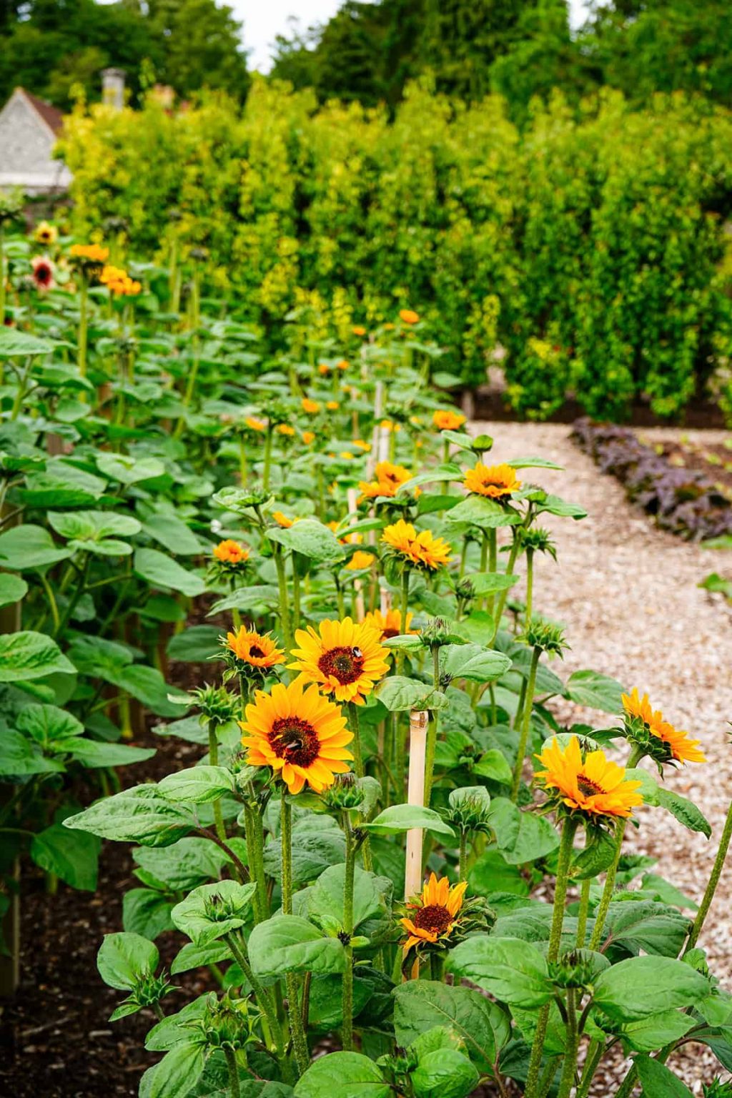 Growing Sunflowers Made Easy: A Beginner’s Step‑by‑Step Guide ...