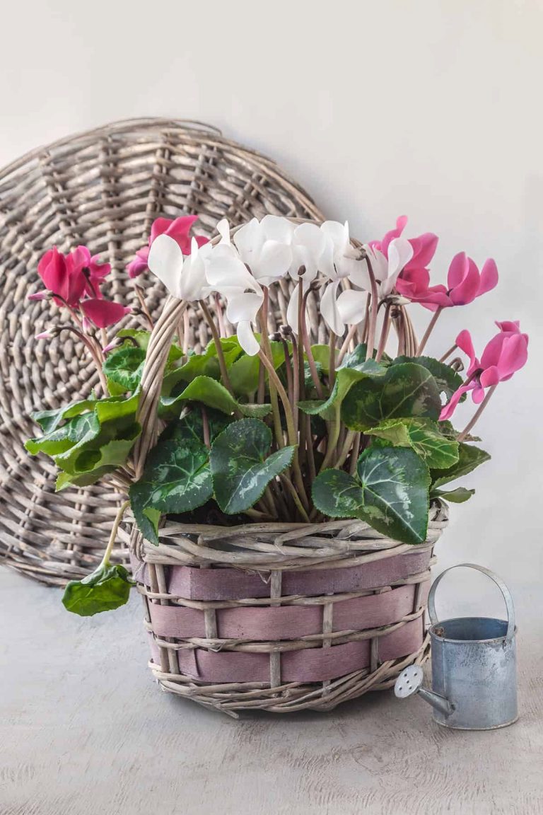 How to Grow and Care For Cyclamen - Plantglossary