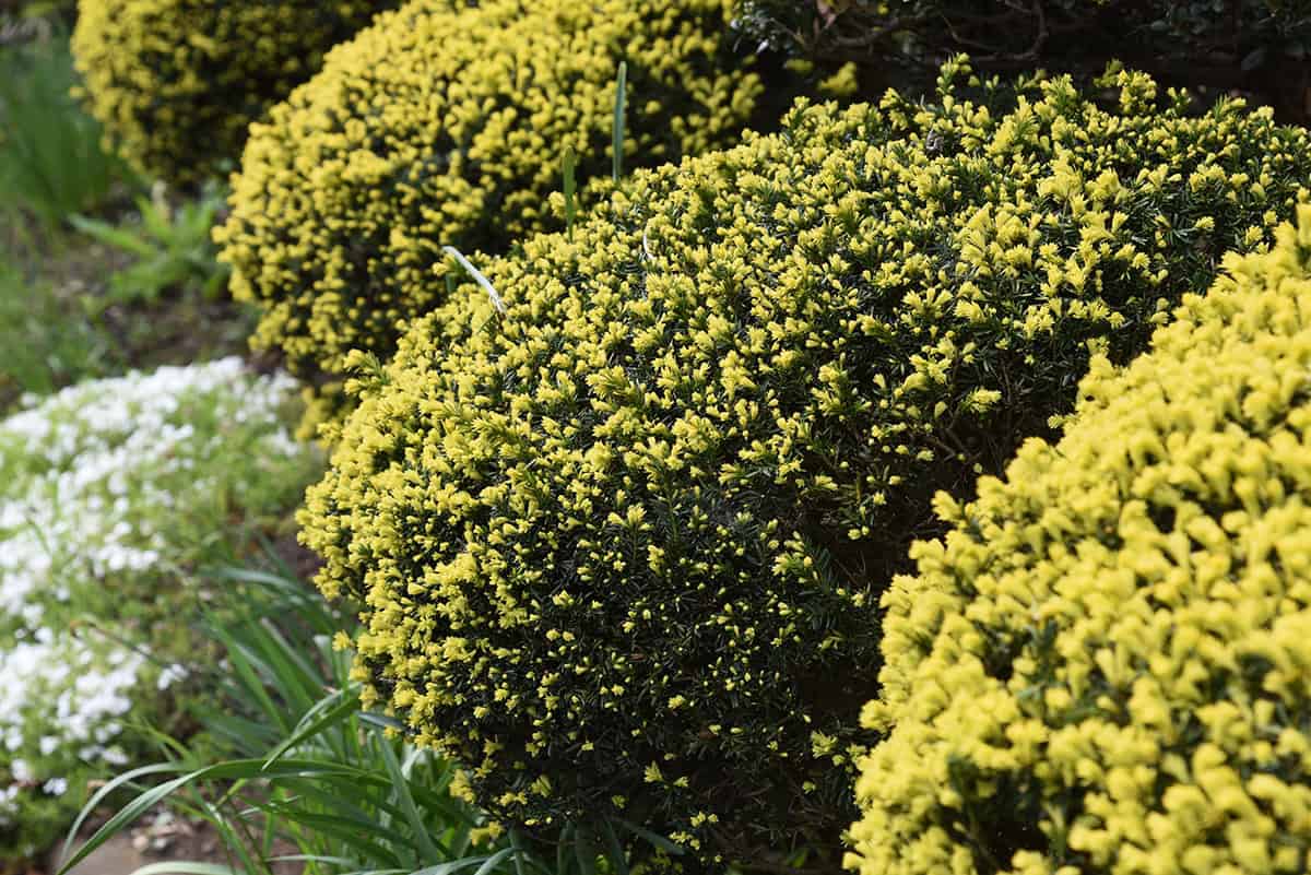 28 Dwarf Evergreen Shrubs for Your Front of House - Plantglossary