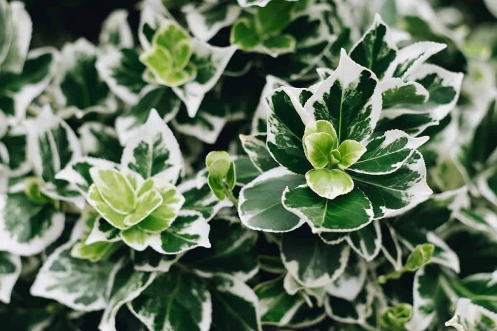 28 Dwarf Evergreen Shrubs for Your Front of House - Plantglossary