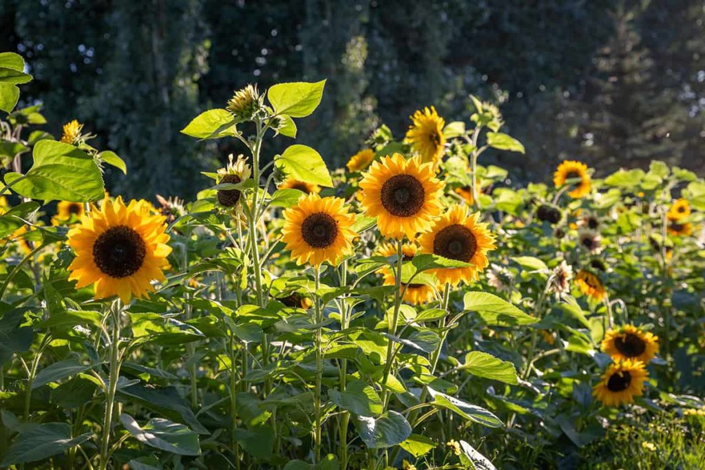 Growing Sunflowers Made Easy: A Beginner’s Step‑by‑Step Guide ...