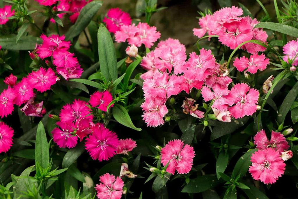 How to Grow Perennial Dianthuslooms - Plantglossary