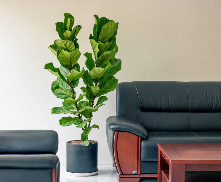 How to Grow and Care For Fiddle Leaf Indoors - Plantglossary