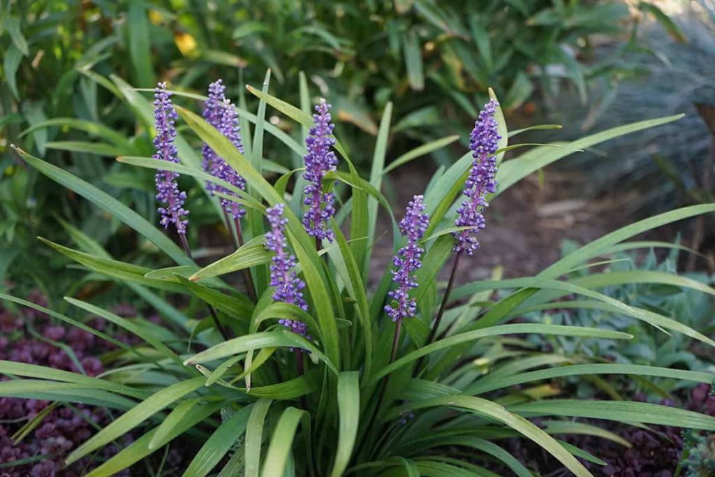 How to Grow and Care For Liriope - Plantglossary