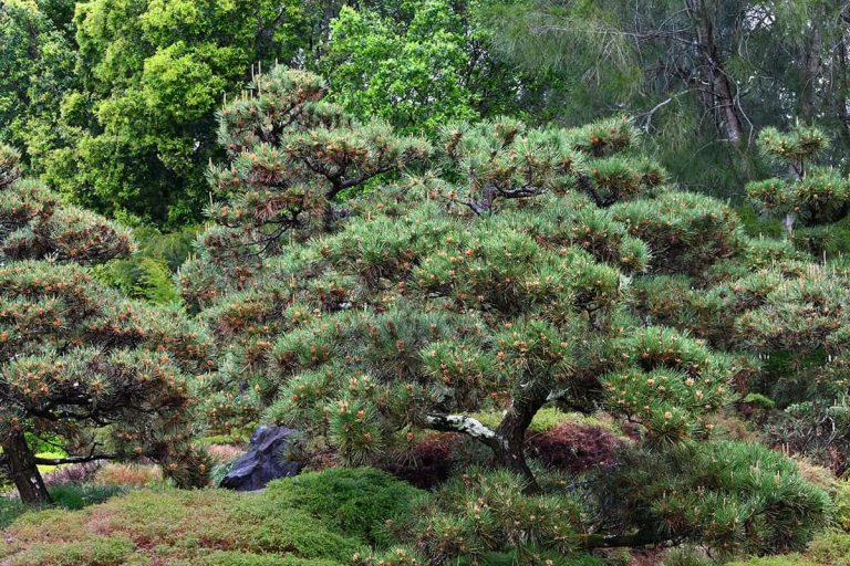 37 Fast-Growing Evergreen Trees For Privacy In Your Backyard ...