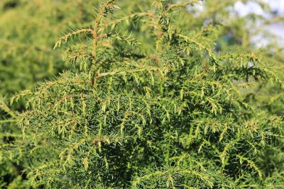 37 Fast-Growing Evergreen Trees For Privacy In Your Backyard ...