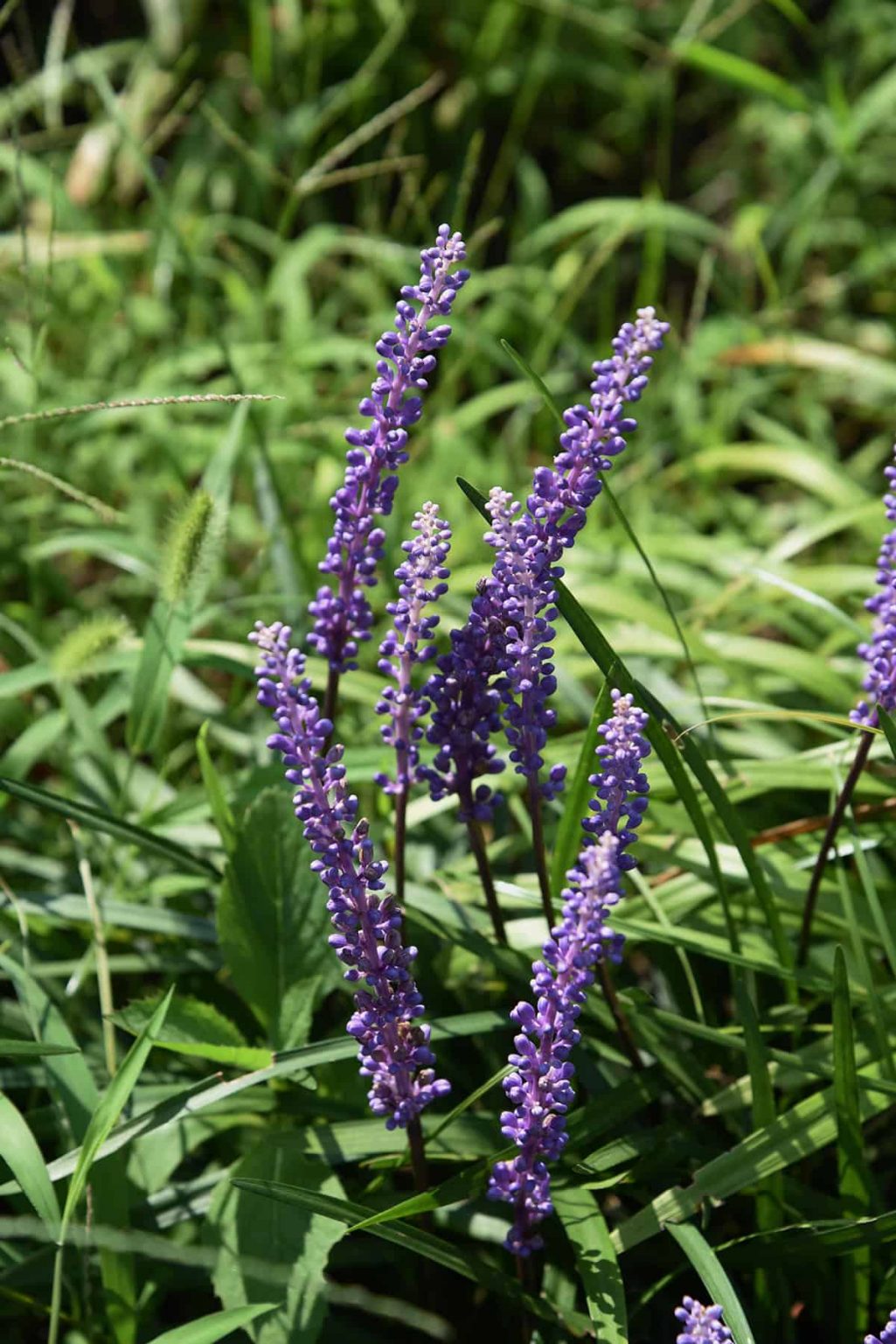 How to Grow and Care For Liriope - Plantglossary