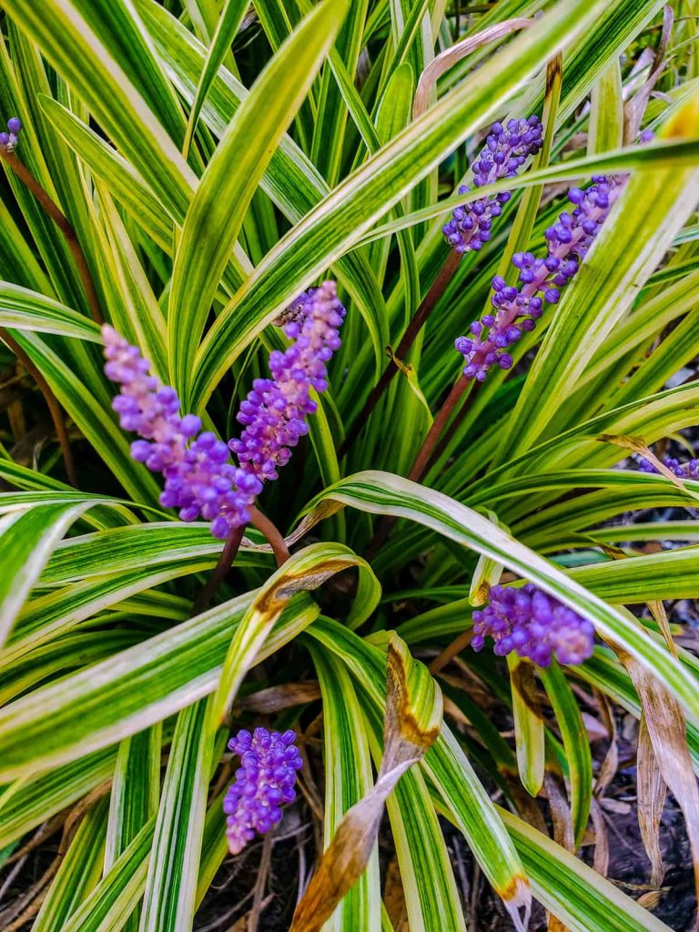 How to Grow and Care For Liriope - Plantglossary