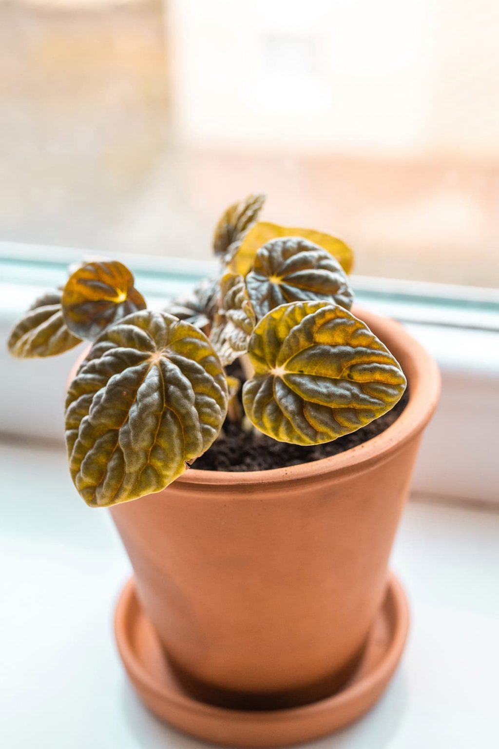 How to Grow and Care For Peperomia Plants - Plantglossary