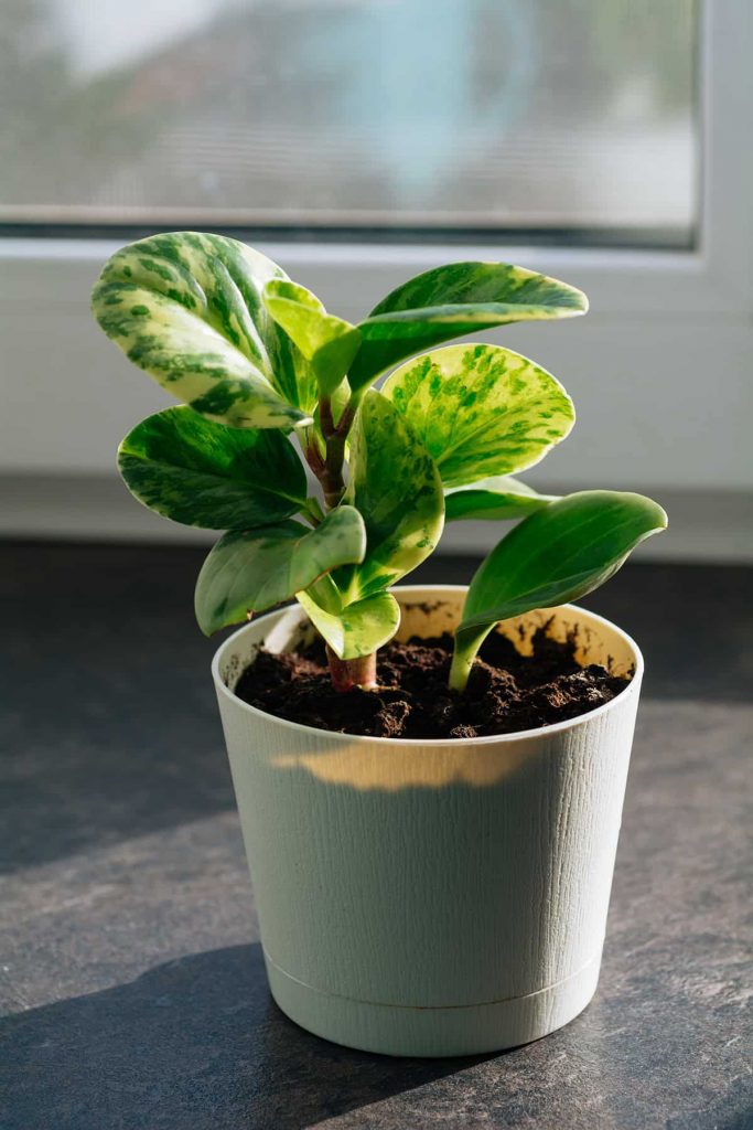 How to Grow and Care For Peperomia Plants - Plantglossary