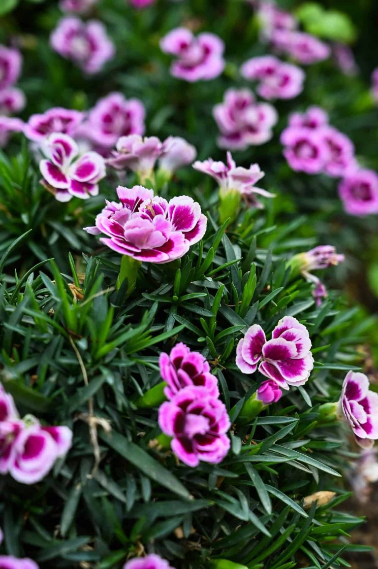 How to Grow Perennial Dianthuslooms - Plantglossary