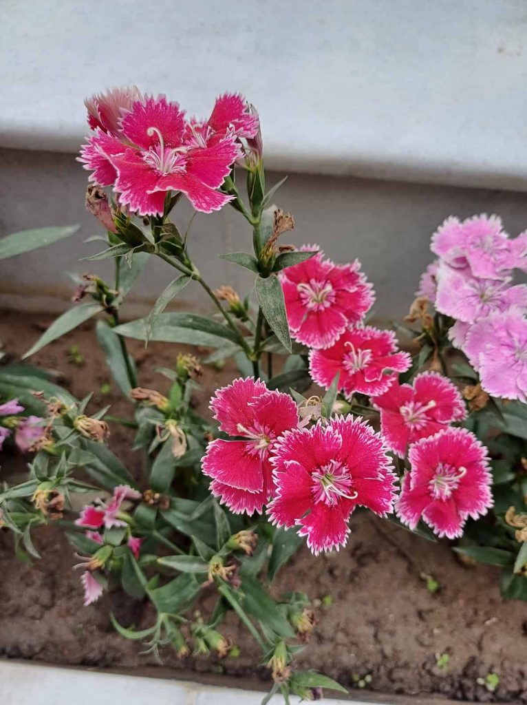How to Grow Perennial Dianthuslooms - Plantglossary