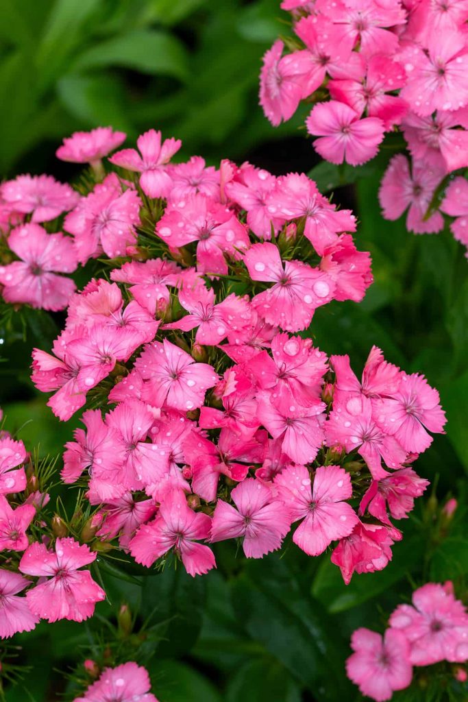 How to Grow Perennial Dianthuslooms - Plantglossary