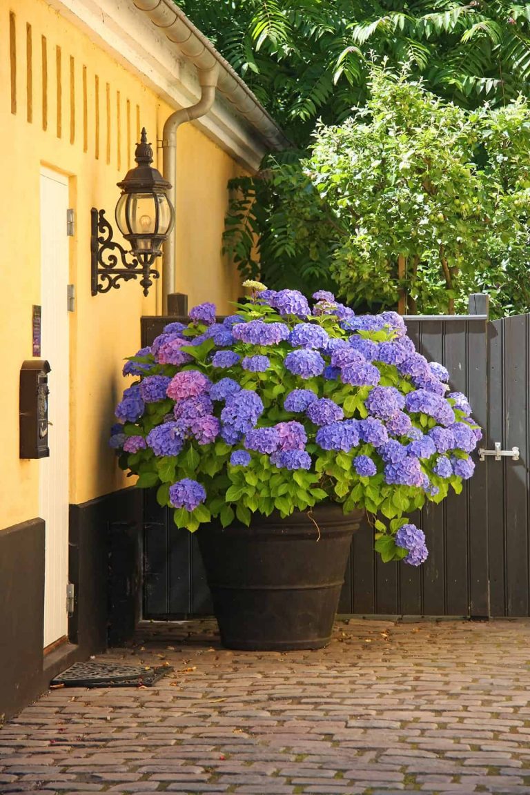 Stunning Container Hydrangeas – How to Grow Gorgeous Hydrangeas in Pots for Any Space ...