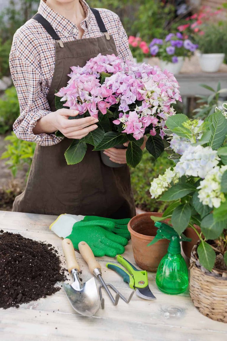 Stunning Container Hydrangeas – How to Grow Gorgeous Hydrangeas in Pots ...