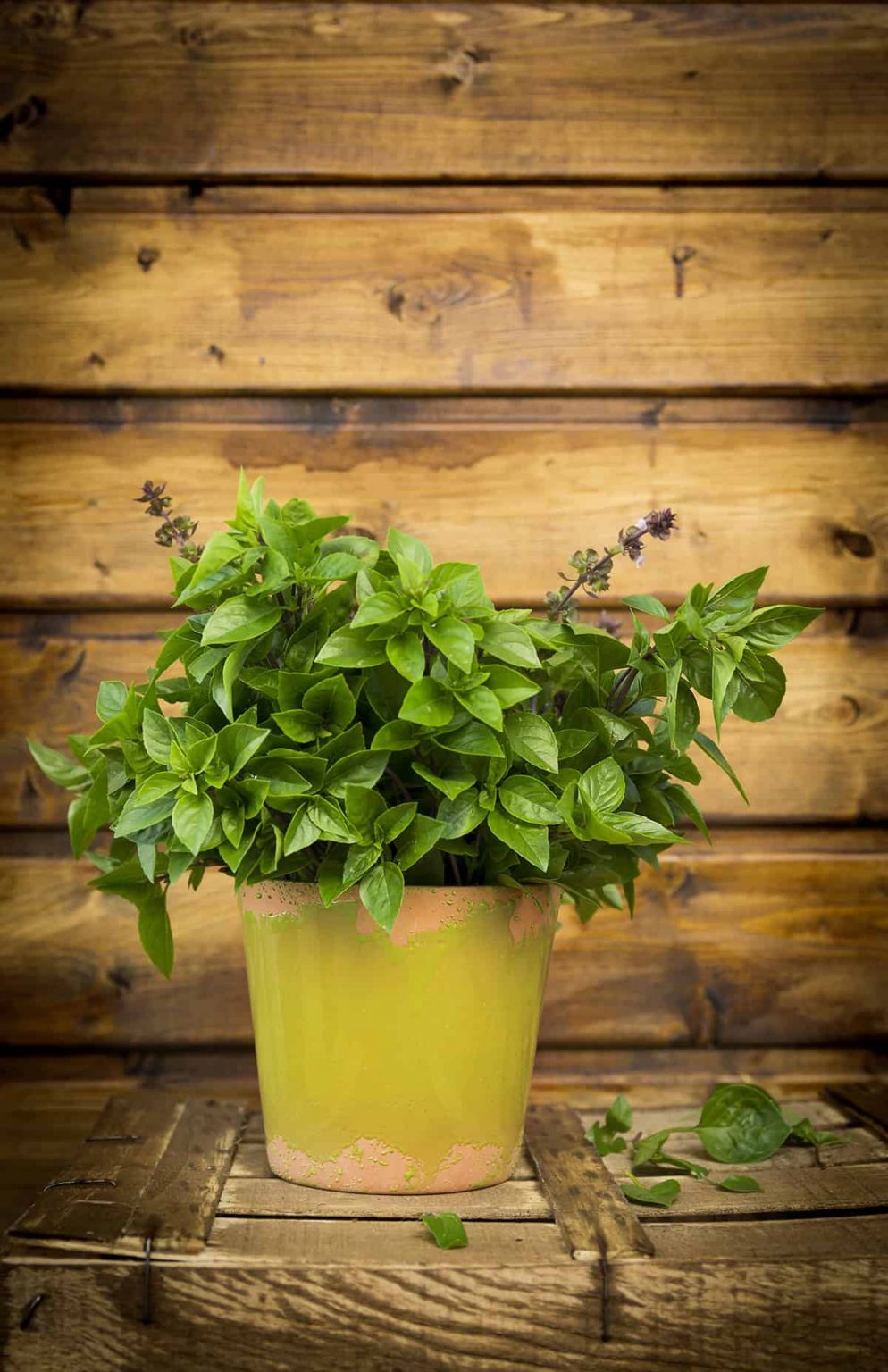 How to Grow Thai Basil Plants Like a Pro (Even if You’re a Beginner ...