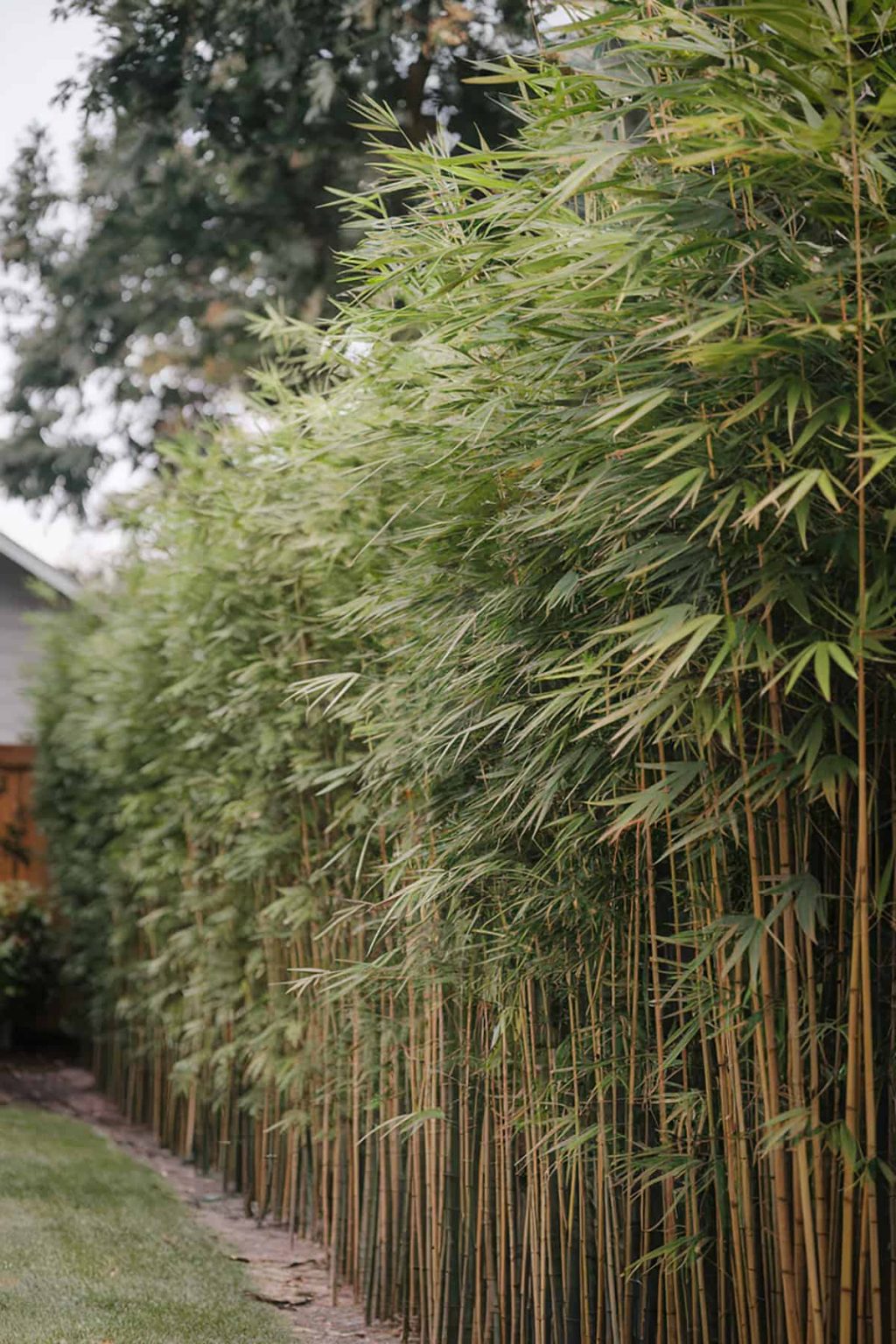 32 Clever & Easy Ways To Block Neighbors View Of Your Yard - Plantglossary