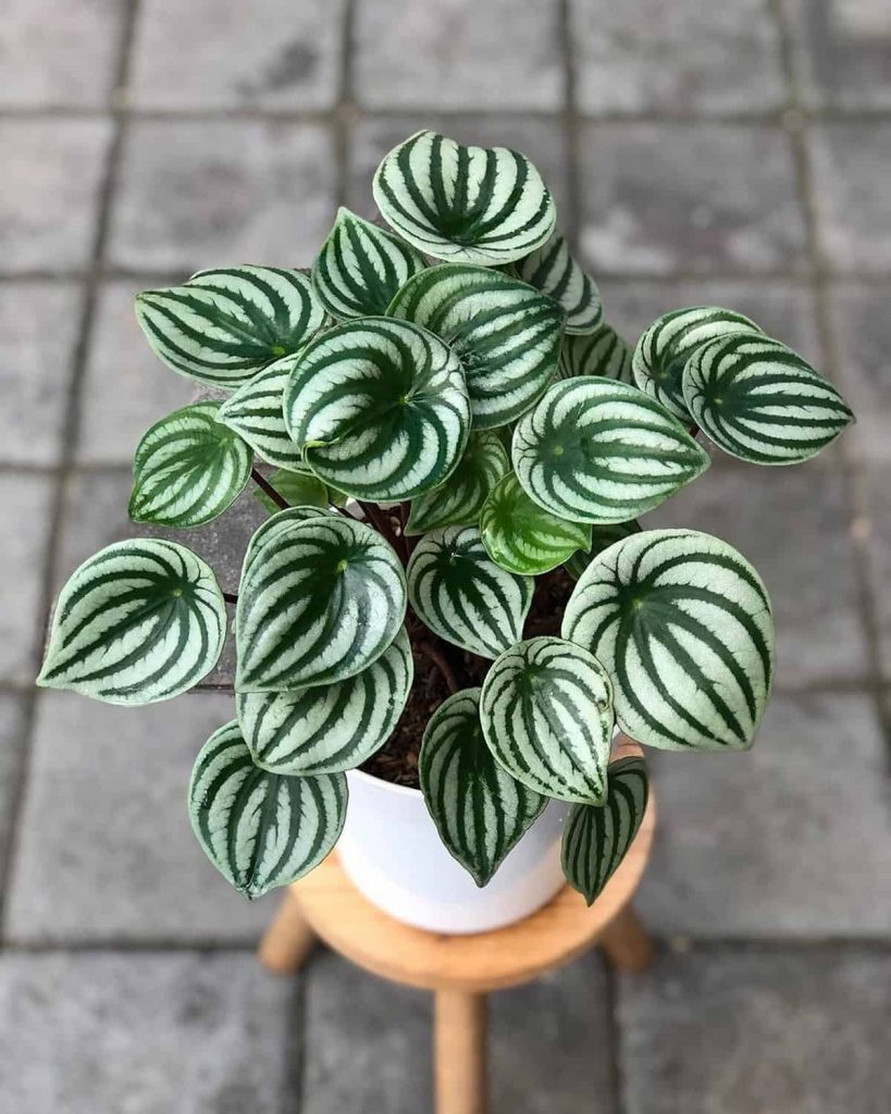 How to Grow and Care For Peperomia Plants - Plantglossary