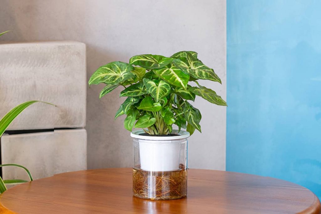24 Indoor Vining Plants – Top Varieties and Essential Care Tips ...