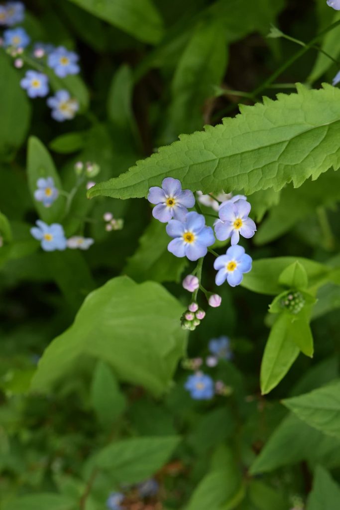 How to Grow and Care For Forget-Me-Not - Plantglossary